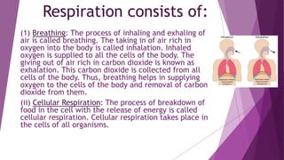 PPT ON RESPIRATION .pdf