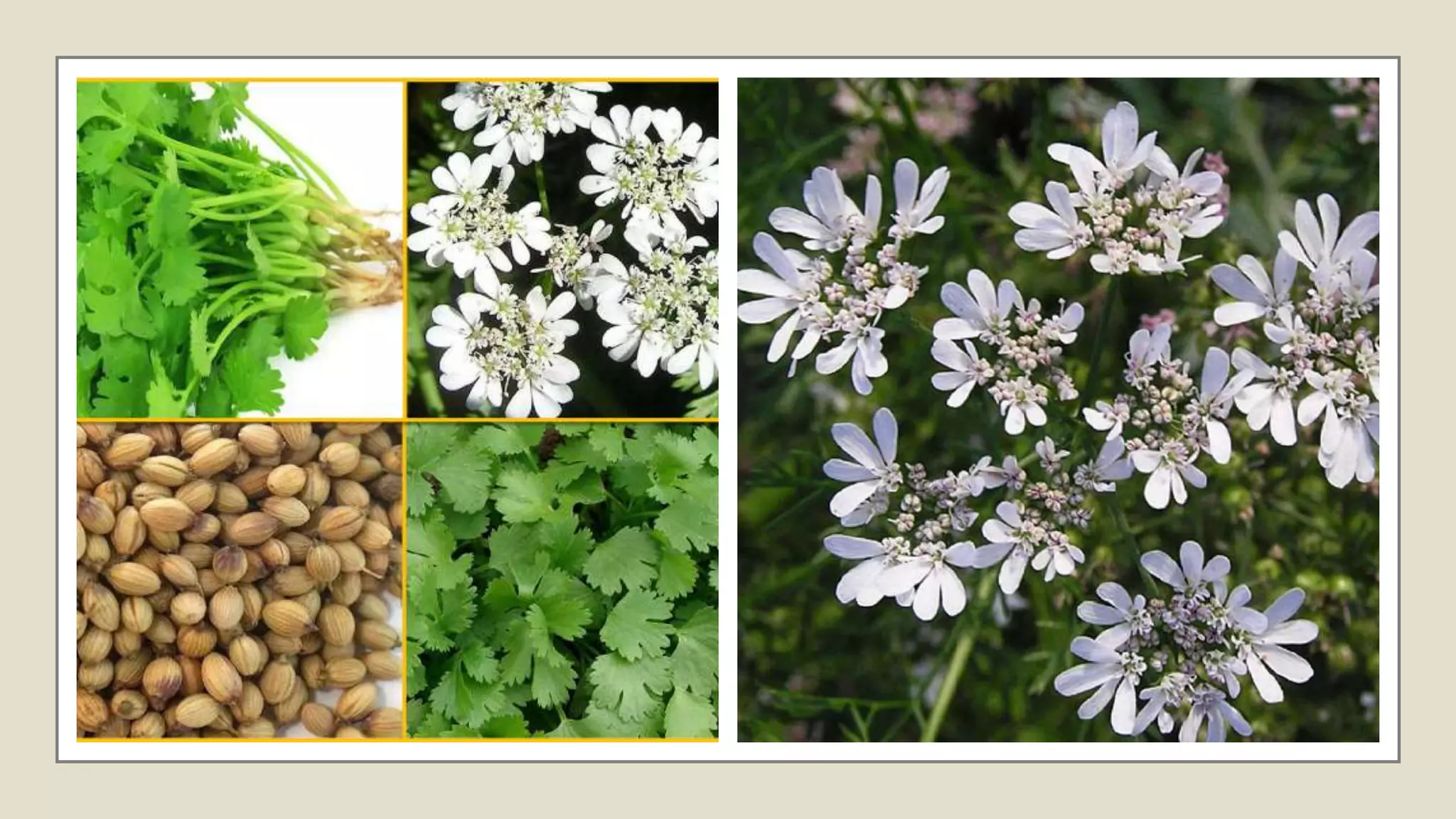 Dhanyak - Coriandrum sativum | PPTX