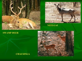 Forest and wildlife | PDF | Geography | Science