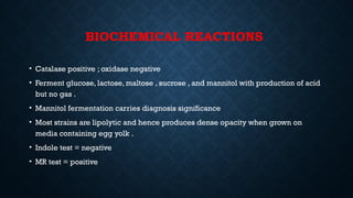 Staphylococcus aureus overview of SlideShare | PPTX