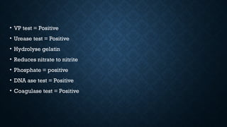 Staphylococcus aureus overview of SlideShare | PPTX