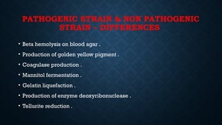 Staphylococcus aureus overview of SlideShare | PPTX