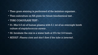 Staphylococcus aureus overview of SlideShare | PPTX