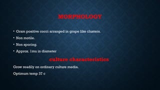 Staphylococcus aureus overview of SlideShare | PPTX