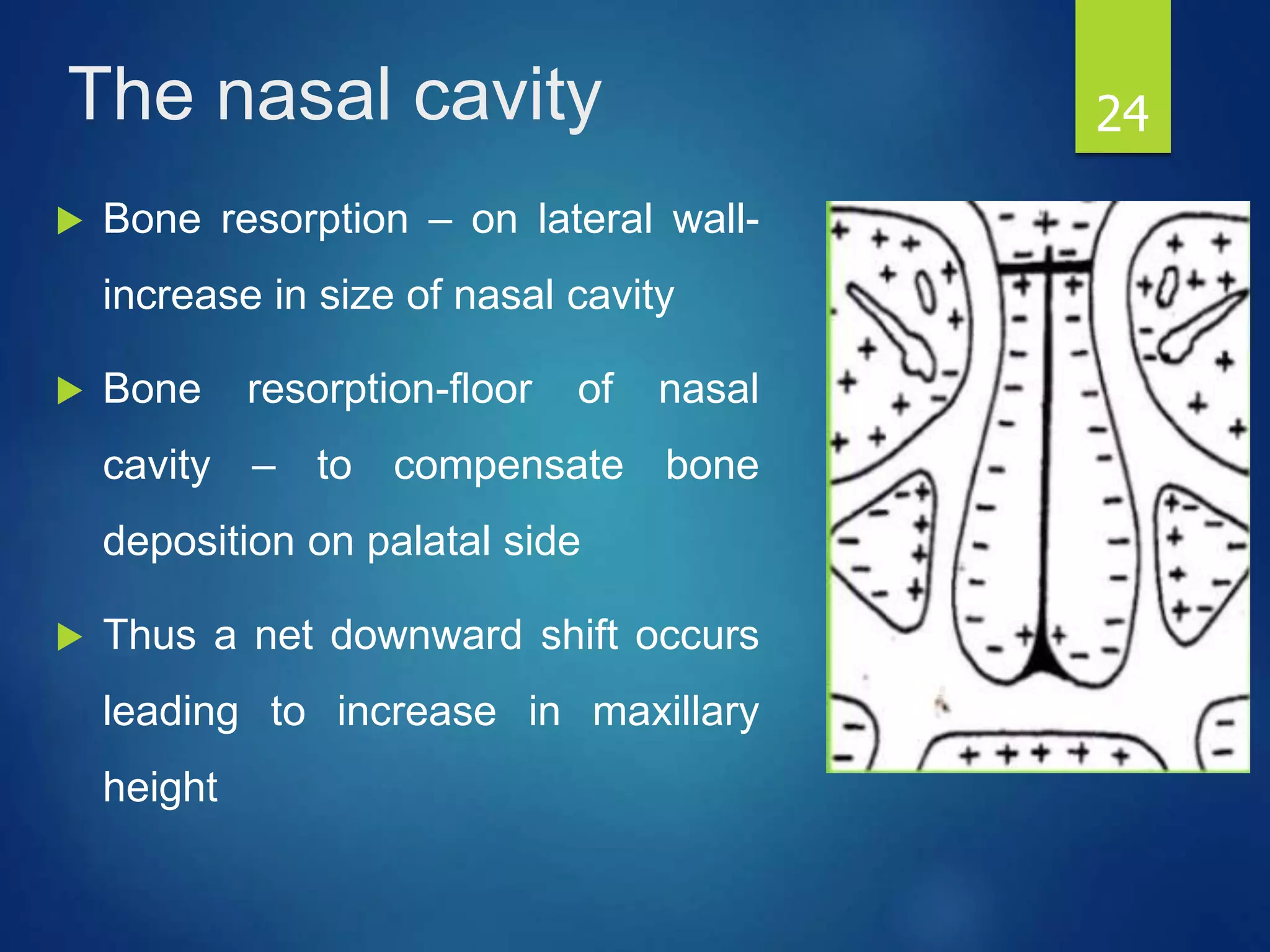 Post-natal Growth of Maxilla and Mandible | PPT