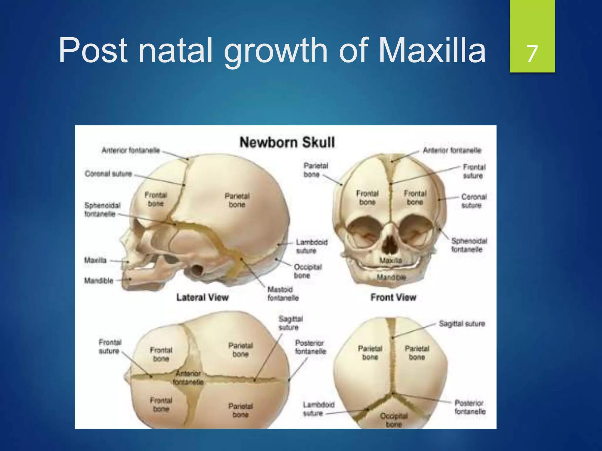 Post-natal Growth of Maxilla and Mandible | PPT