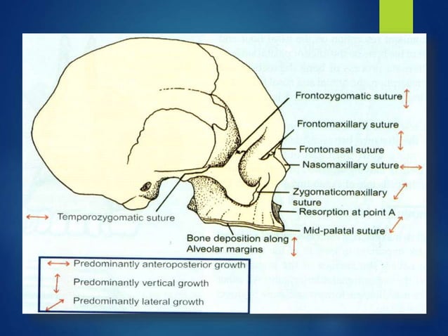 Post-natal Growth of Maxilla and Mandible | PPT | Bone and Joint Conditions | Diseases and ...