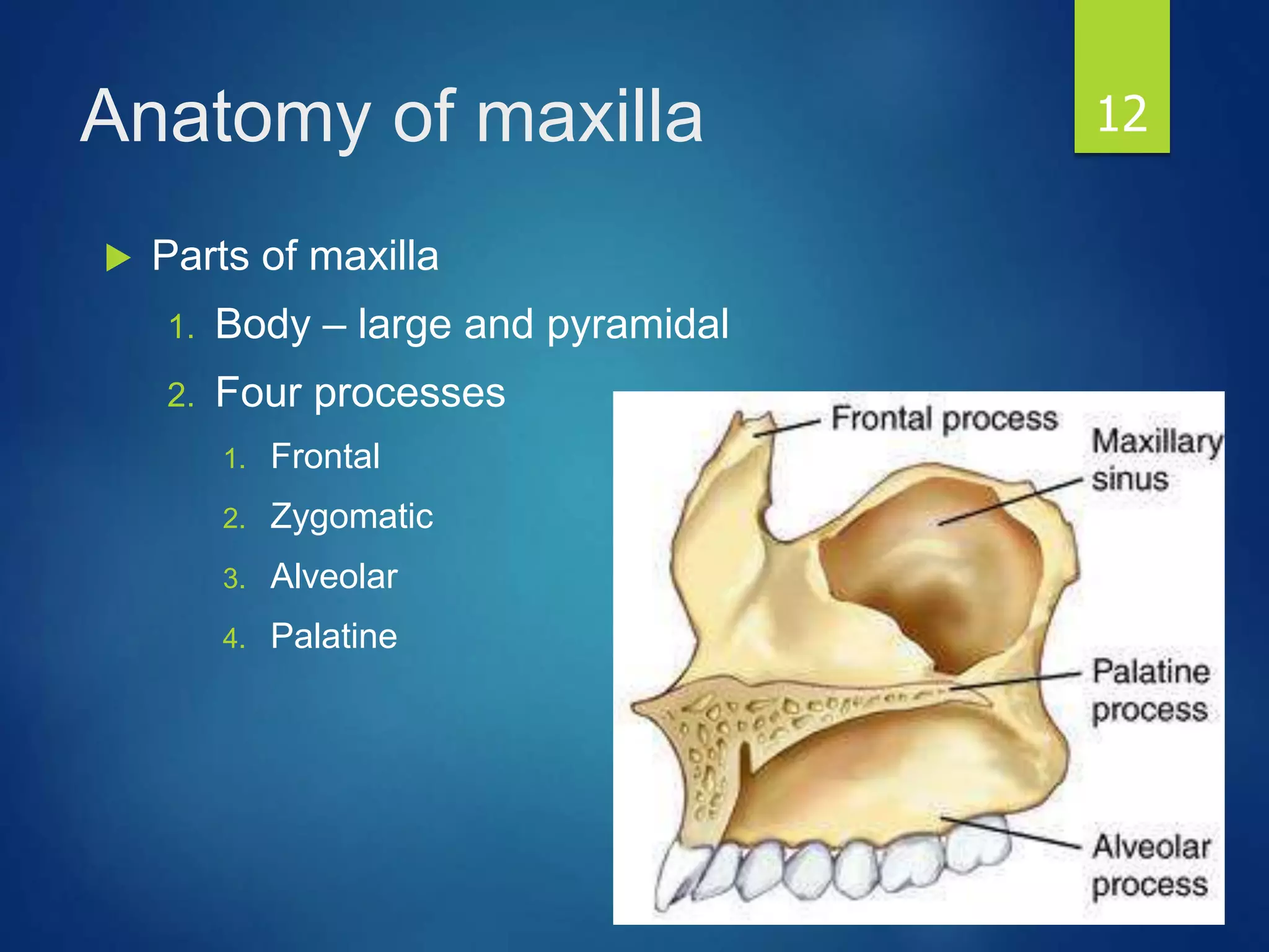 Pre-natal Growth Of Maxilla and Mandible | PPT