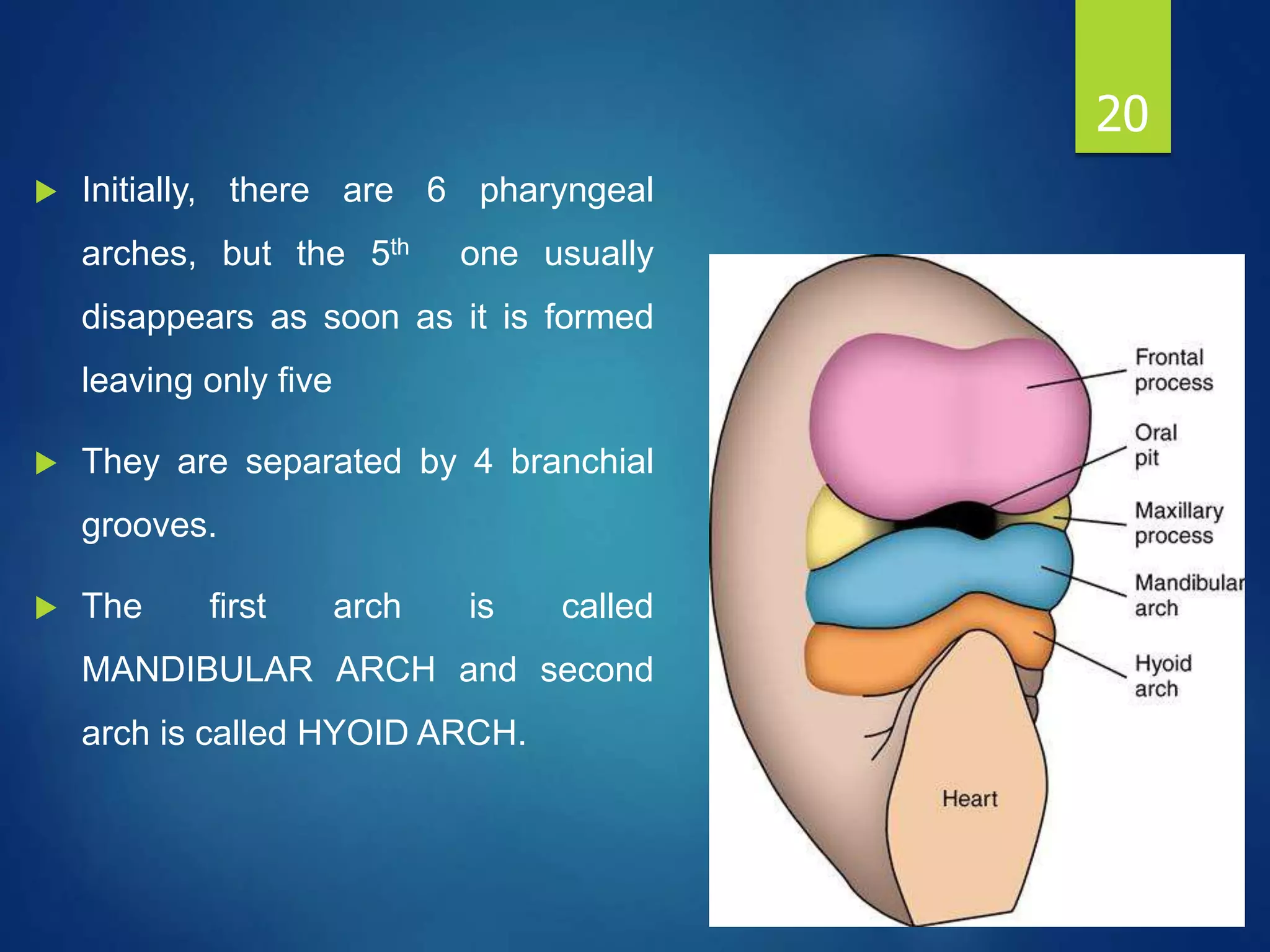 Pre-natal Growth Of Maxilla and Mandible | PPT