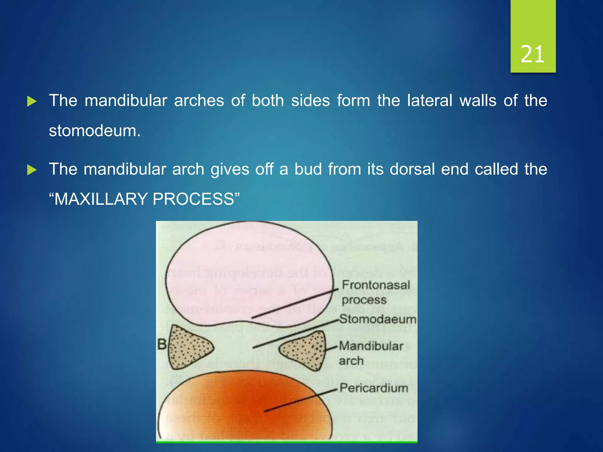 Pre-natal Growth Of Maxilla and Mandible | PPT