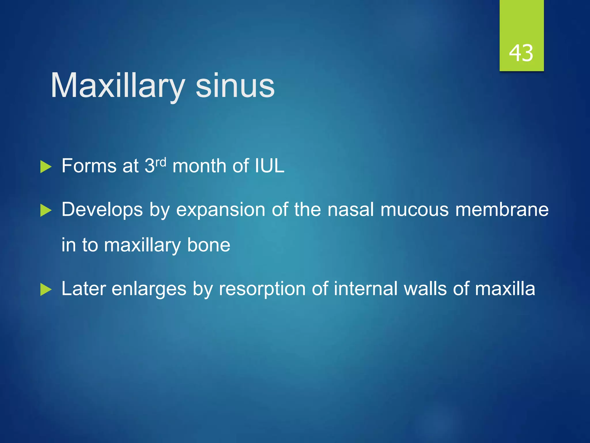 Pre-natal Growth Of Maxilla and Mandible | PPT | Ear, Nose and Throat Conditions | Diseases and ...