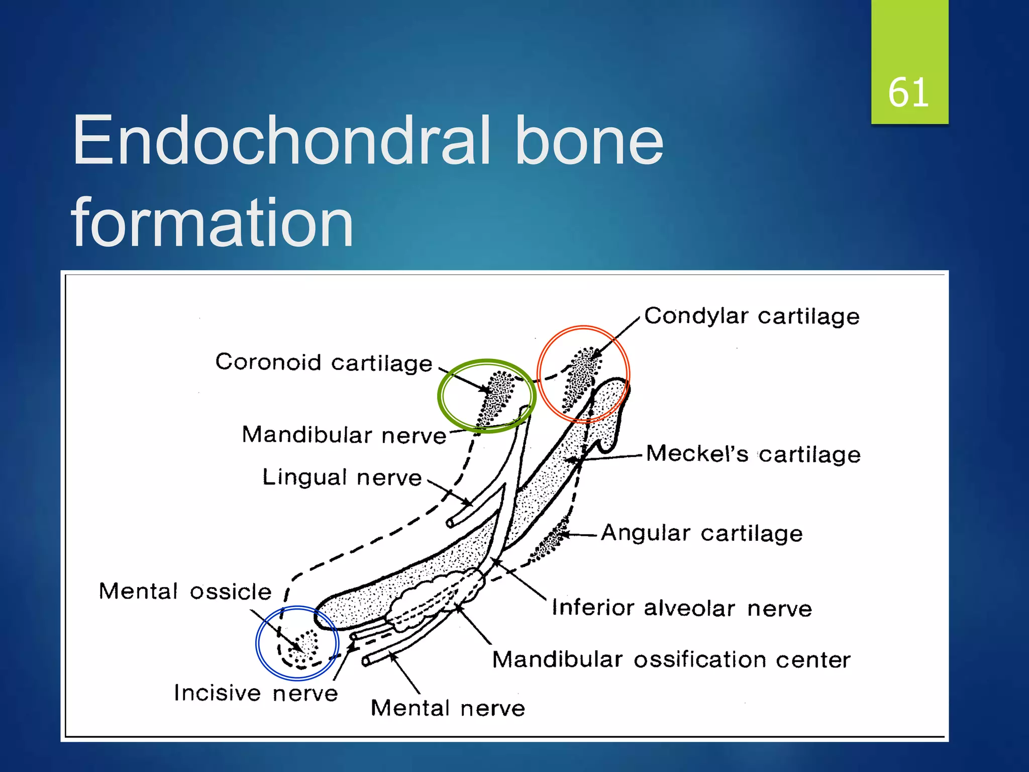 Pre-natal Growth Of Maxilla and Mandible | PPT