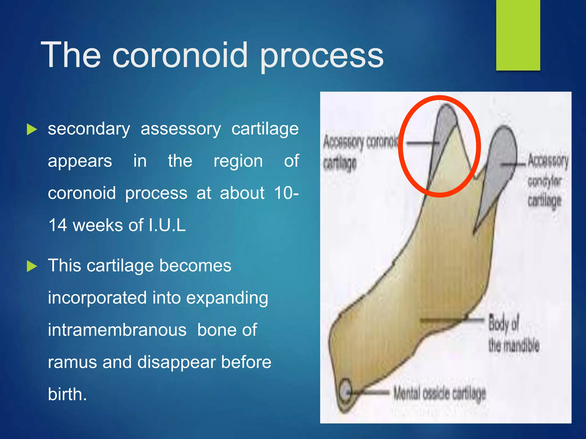 Pre-natal Growth Of Maxilla and Mandible | PPT