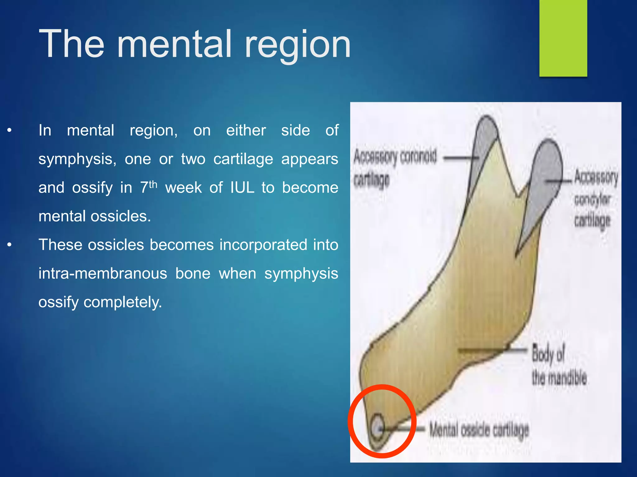 Pre-natal Growth Of Maxilla and Mandible | PPT