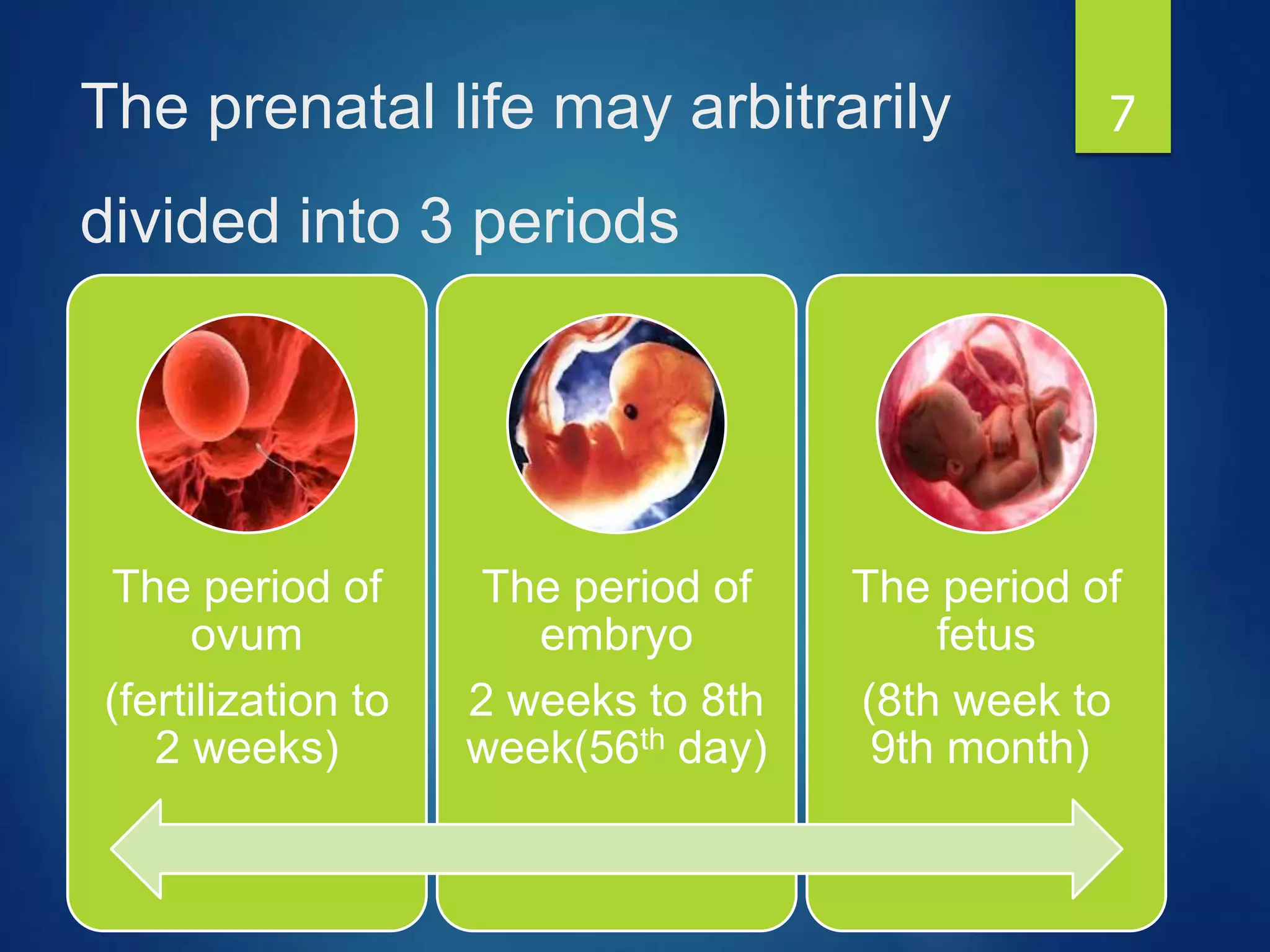 Pre-natal Growth Of Maxilla and Mandible | PPT