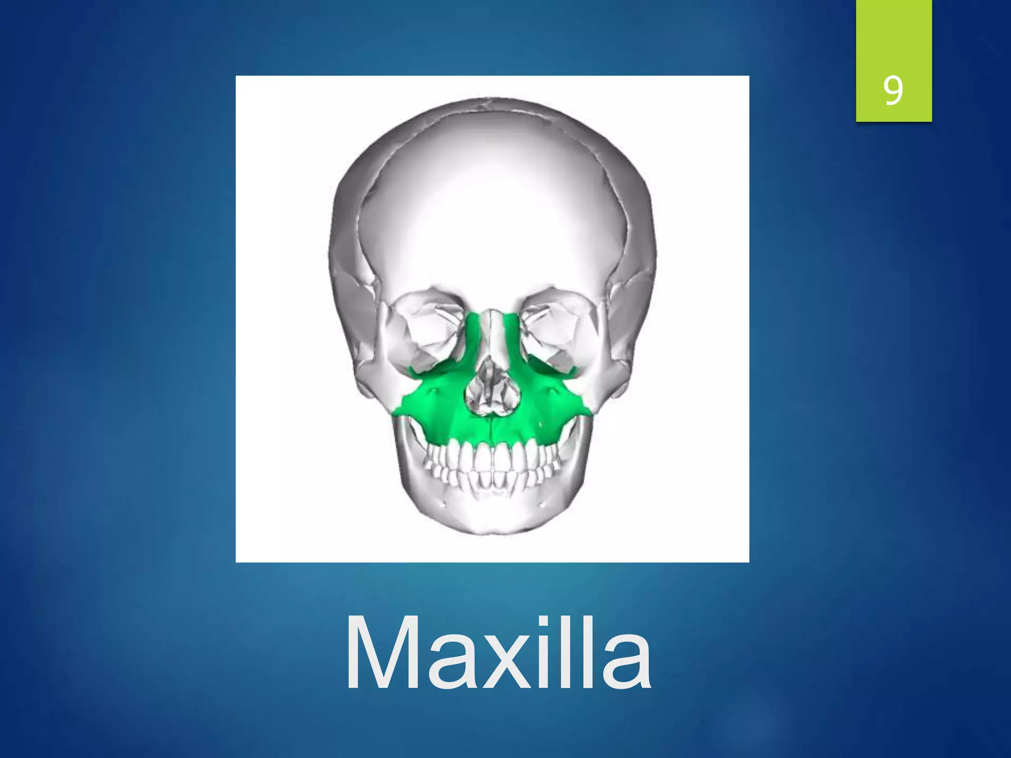 Pre-natal Growth Of Maxilla and Mandible | PPT
