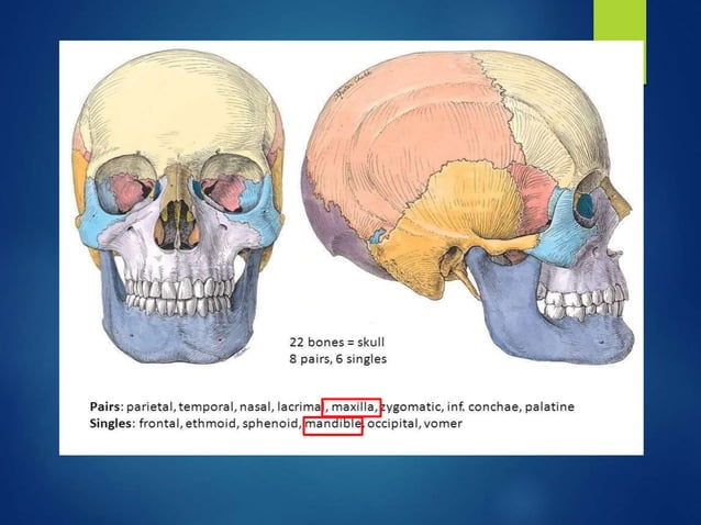Pre-natal Growth Of Maxilla and Mandible | PPT | Ear, Nose and Throat ...
