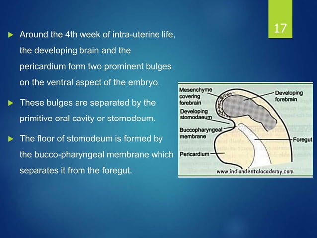 Pre-natal Growth Of Maxilla and Mandible | PPT | Ear, Nose and Throat ...