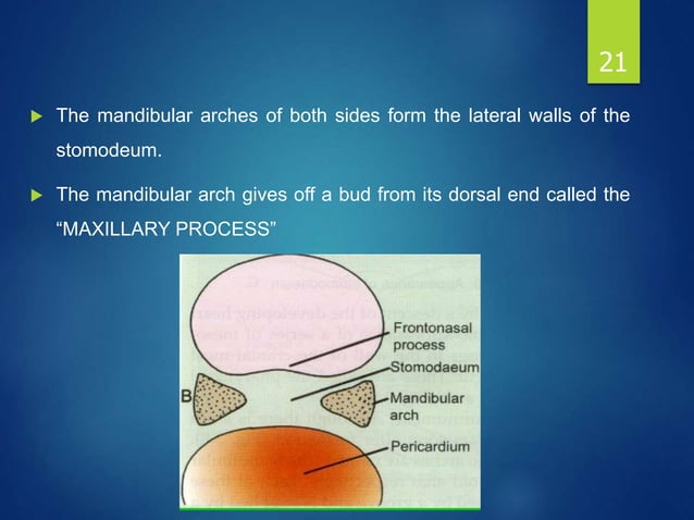 Pre-natal Growth Of Maxilla and Mandible | PPT | Ear, Nose and Throat ...