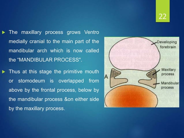 Pre-natal Growth Of Maxilla and Mandible | PPT | Ear, Nose and Throat ...