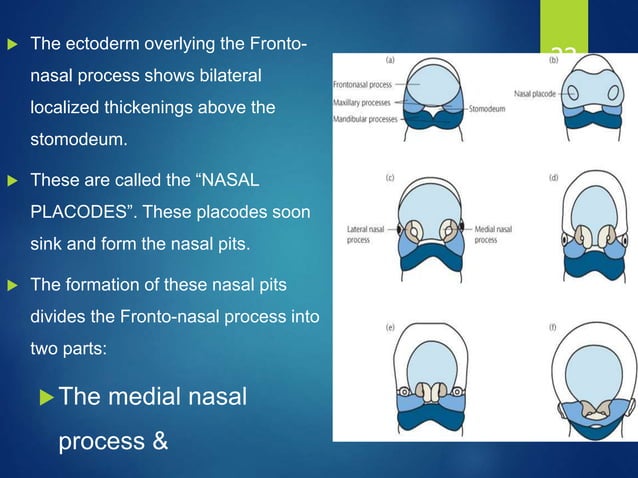 Pre-natal Growth Of Maxilla and Mandible | PPT | Ear, Nose and Throat ...
