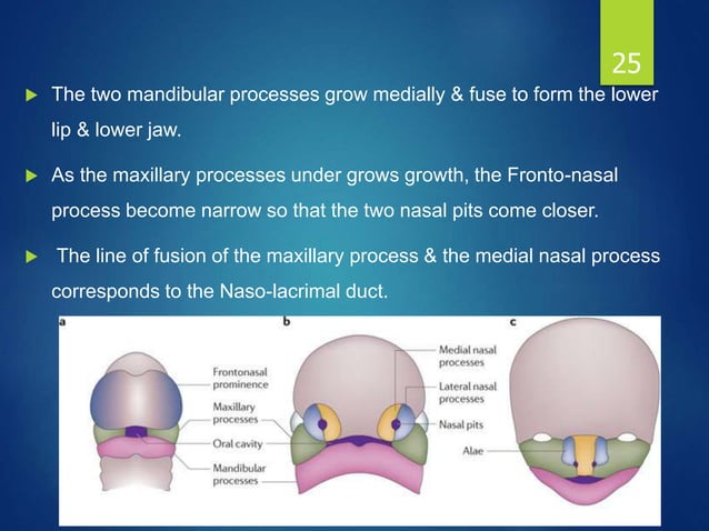Pre-natal Growth Of Maxilla and Mandible | PPT | Ear, Nose and Throat ...