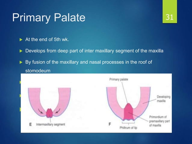 Pre-natal Growth Of Maxilla and Mandible | PPT | Ear, Nose and Throat ...