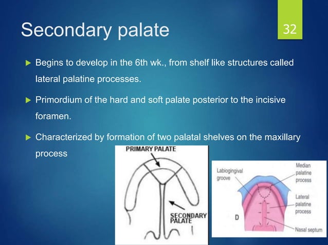 Pre-natal Growth Of Maxilla and Mandible | PPT | Ear, Nose and Throat ...