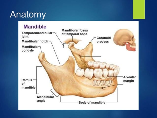 Pre-natal Growth Of Maxilla and Mandible | PPT | Ear, Nose and Throat ...
