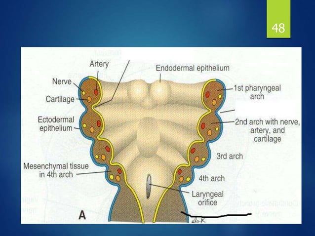 Pre-natal Growth Of Maxilla and Mandible | PPT | Ear, Nose and Throat ...