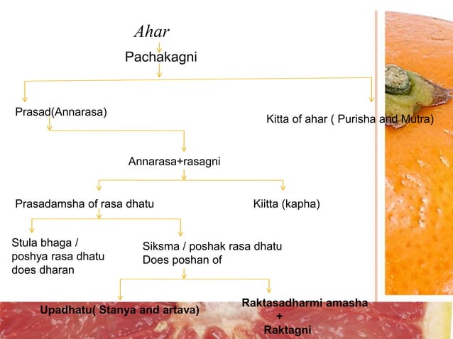 Dhatu poshan nyayas | PPTX | Hinduism | Religion & Spirituality