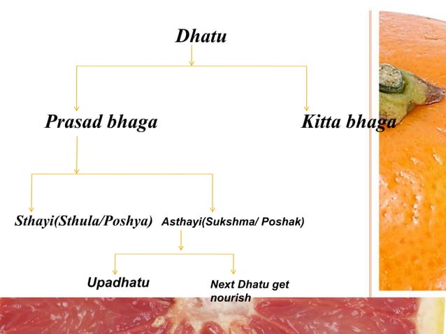 Dhatu poshan nyayas | PPTX | Hinduism | Religion & Spirituality