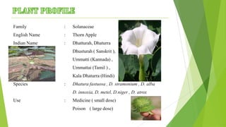Dhatura | PPT
