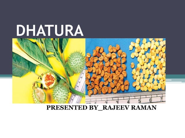 Dhatura | PPTX | Digestive Disorders | Diseases and Conditions