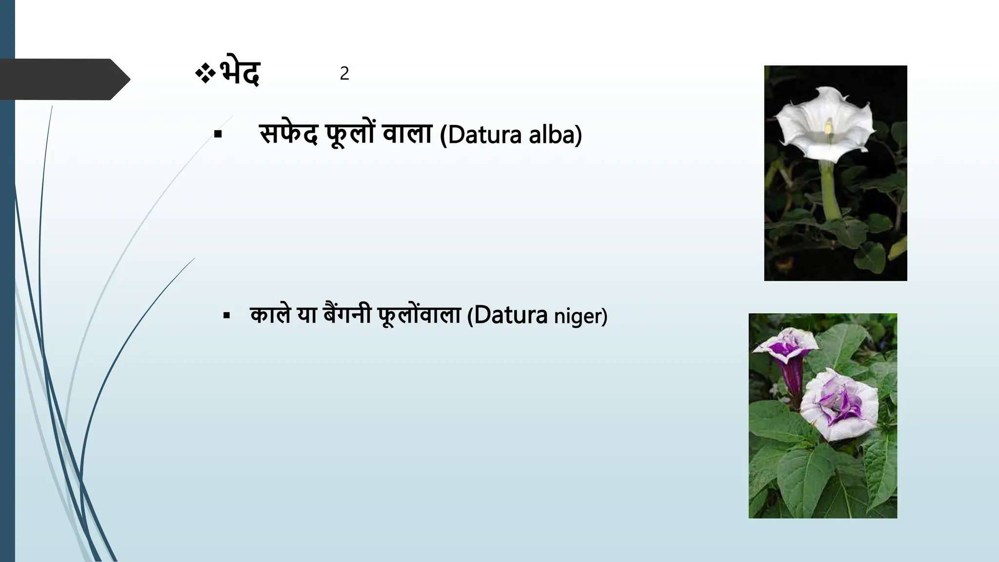 DHATURA UTKARSH PPT MAIN copy.pptx u5karx | PPT