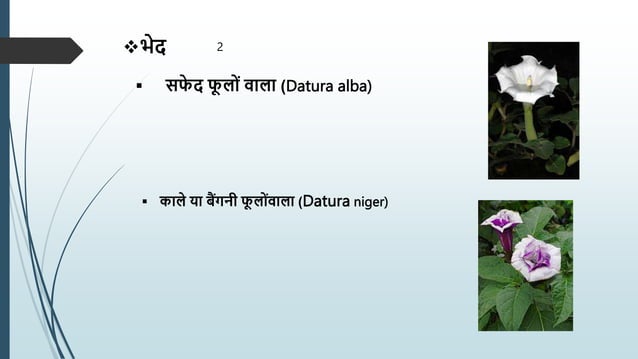 DHATURA UTKARSH PPT MAIN copy.pptx u5karx | PPT