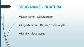 DHATURA UTKARSH PPT MAIN copy REVISED.pptx