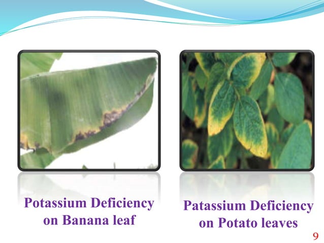 Potassium Deficiency and remedies | PPTX | Agriculture | Industries