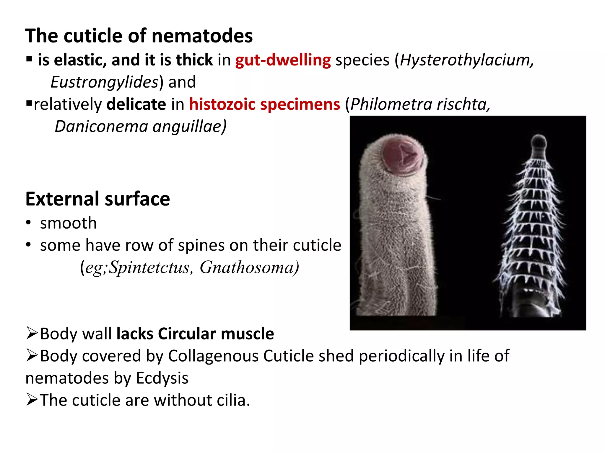 Nematodes in Fisheries | PPTX