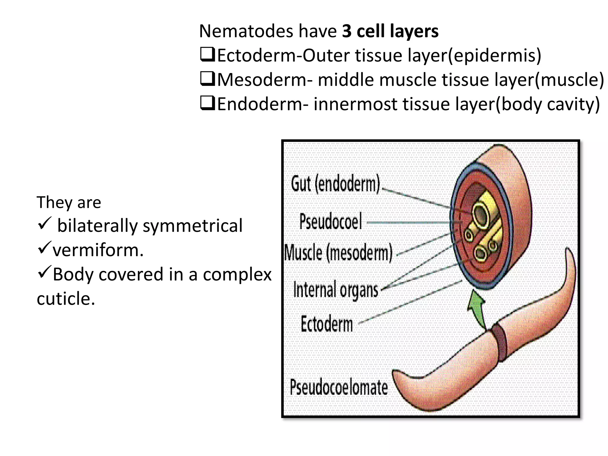 Nematodes in Fisheries | PPTX
