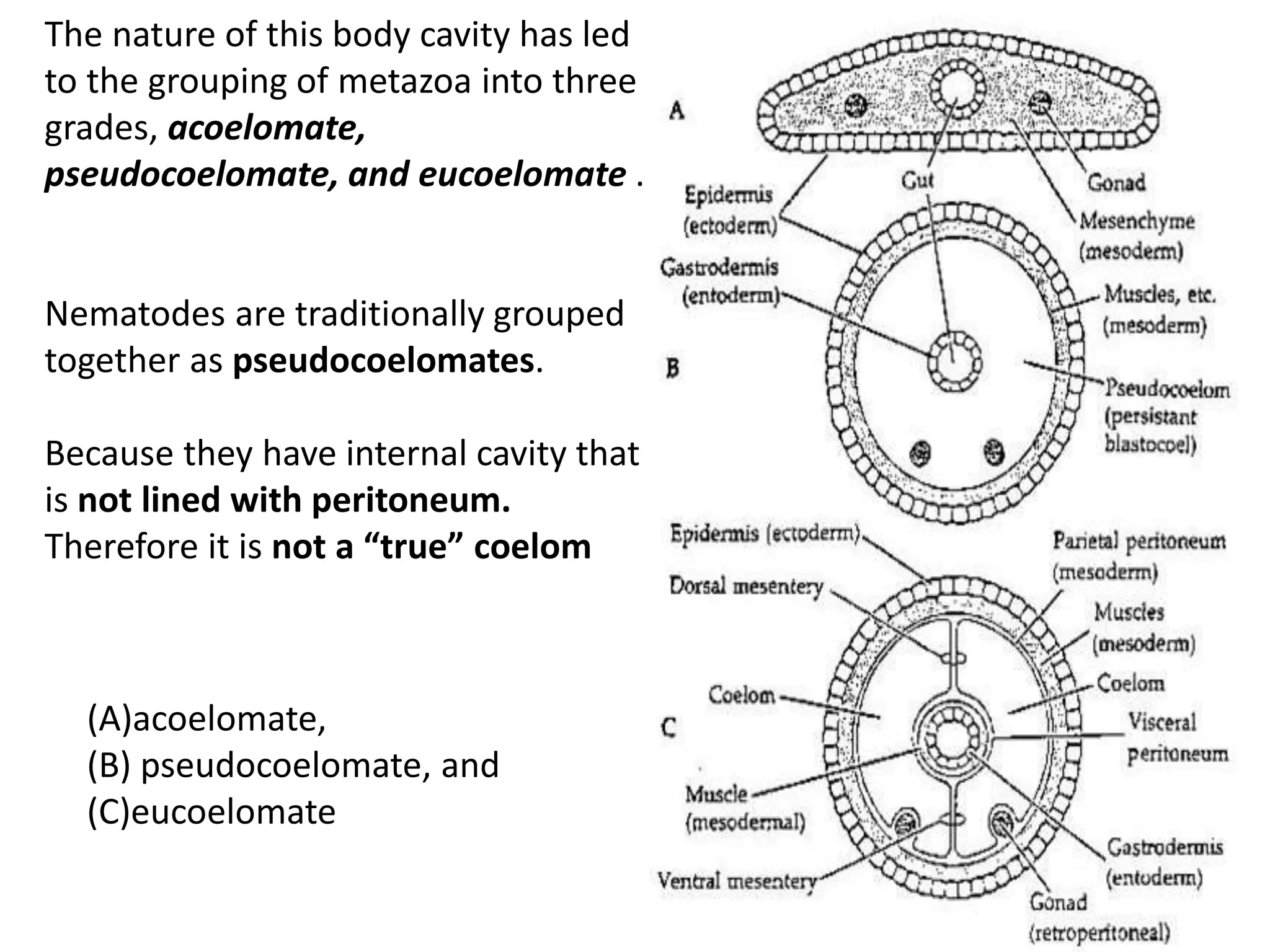 Nematodes in Fisheries | PPTX