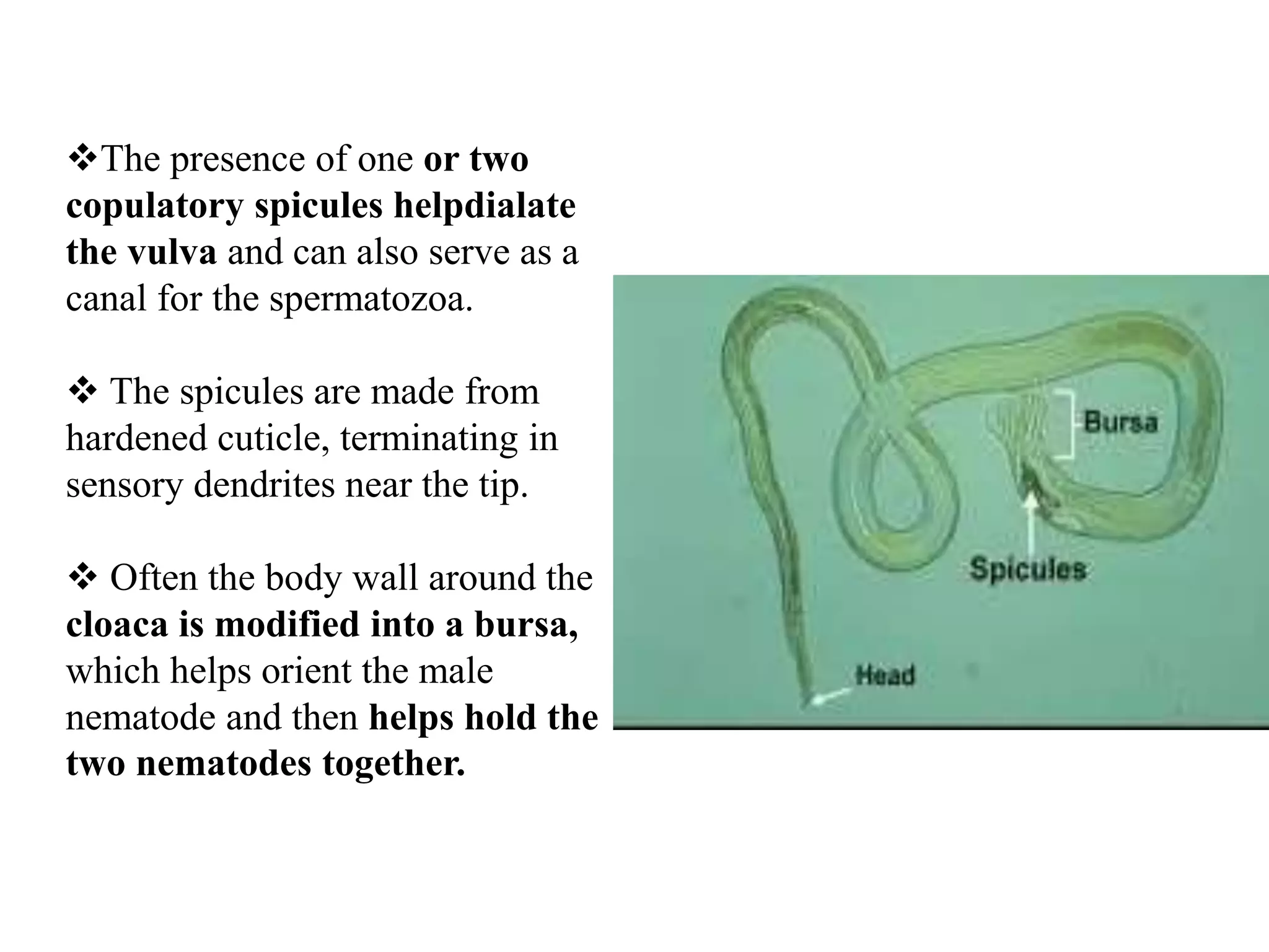 Nematodes in Fisheries | PPTX