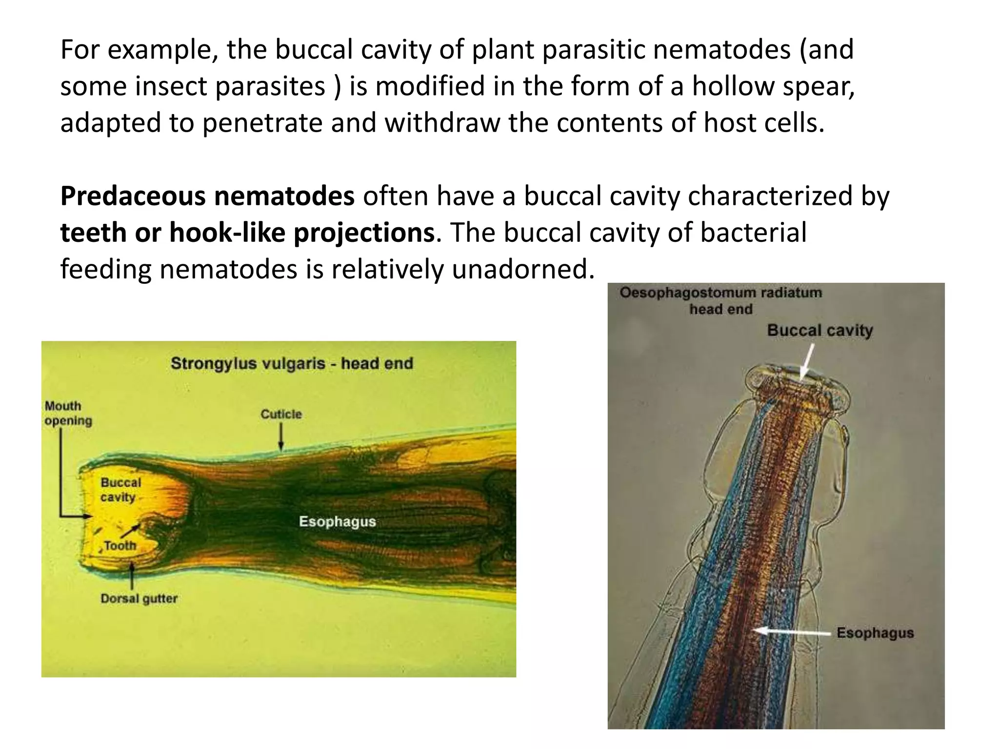Nematodes in Fisheries | PPTX