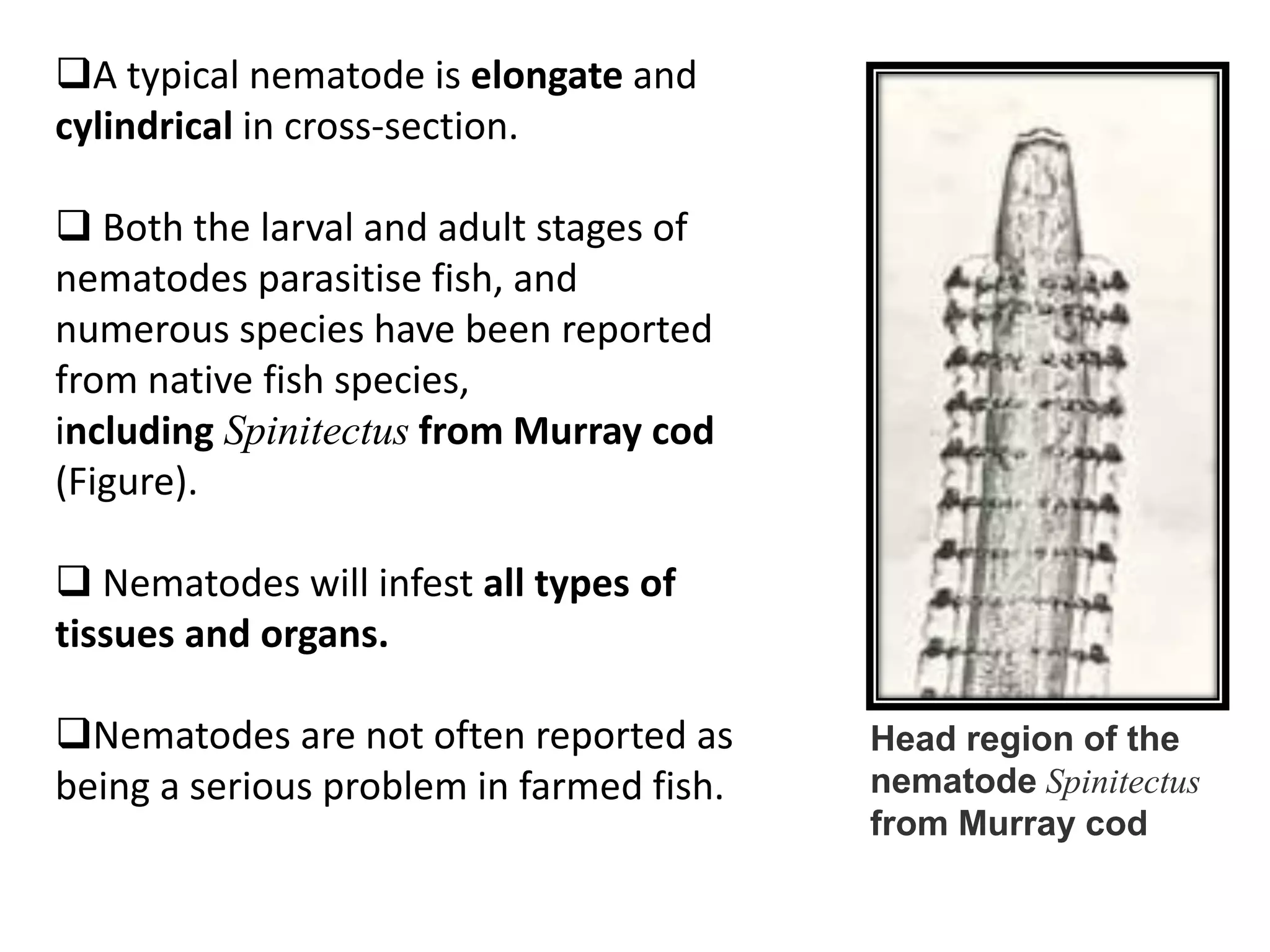 Nematodes in Fisheries | PPTX