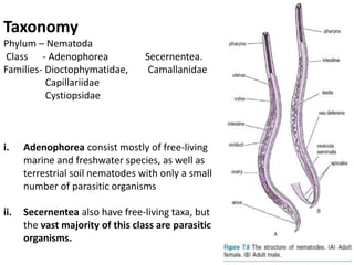Nematodes in Fisheries | PPT