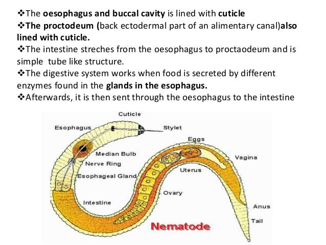 Nematodes in Fisheries