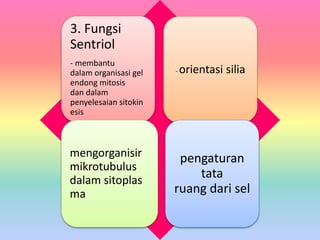 sentriol, sentrosom dan sitoskeleton | PPT