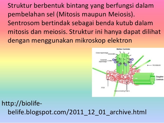 sentriol, sentrosom dan sitoskeleton