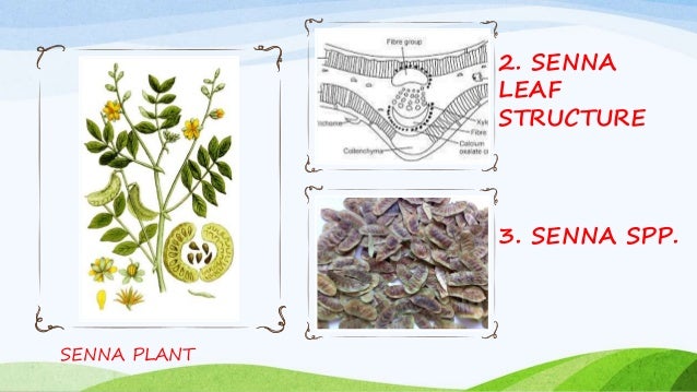 Isolation and detection of active principles of the sennoside from the ...