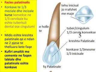 Dhembet e maxilles | PPTX